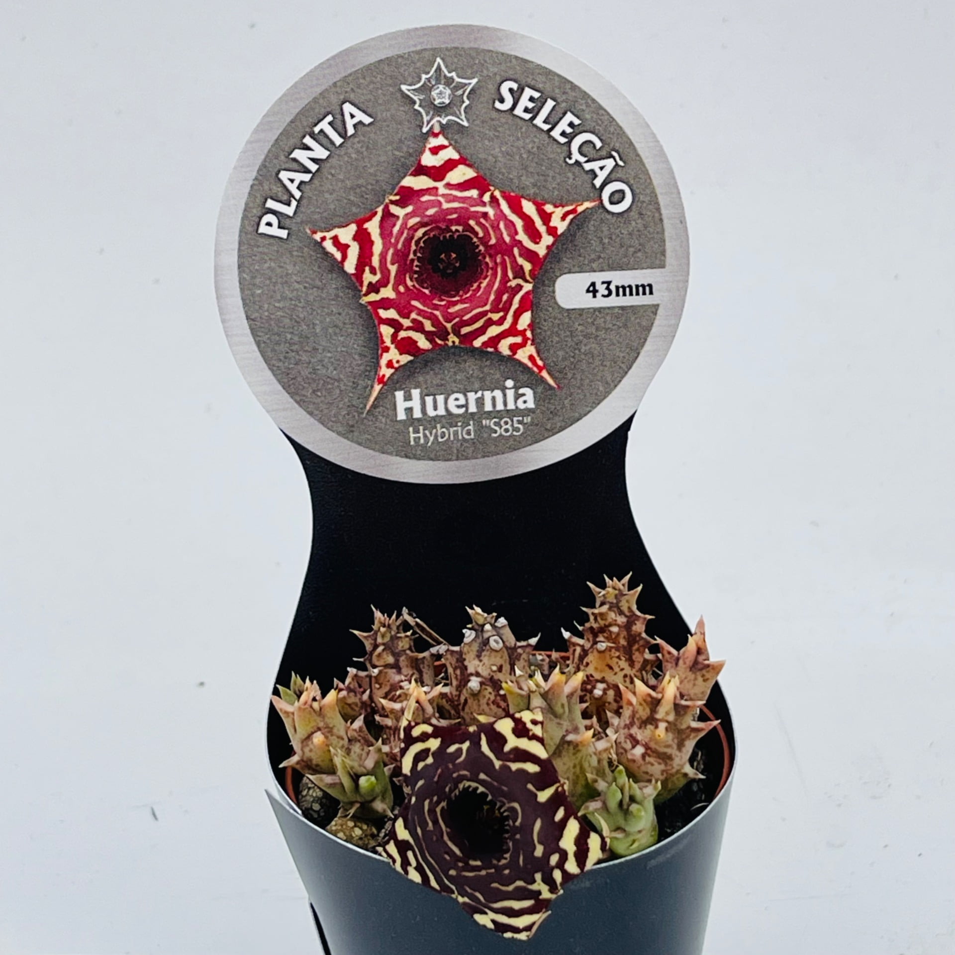 🌵Senecio Stapeliformis 🌵 Cactus Colección