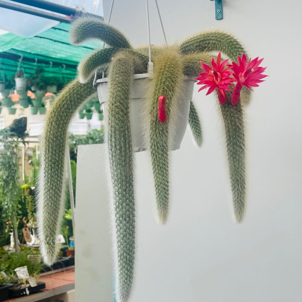 🌵Cola De Mono Verdadera “Hildewinthera Colademononis” 🌵 Cactus Colección