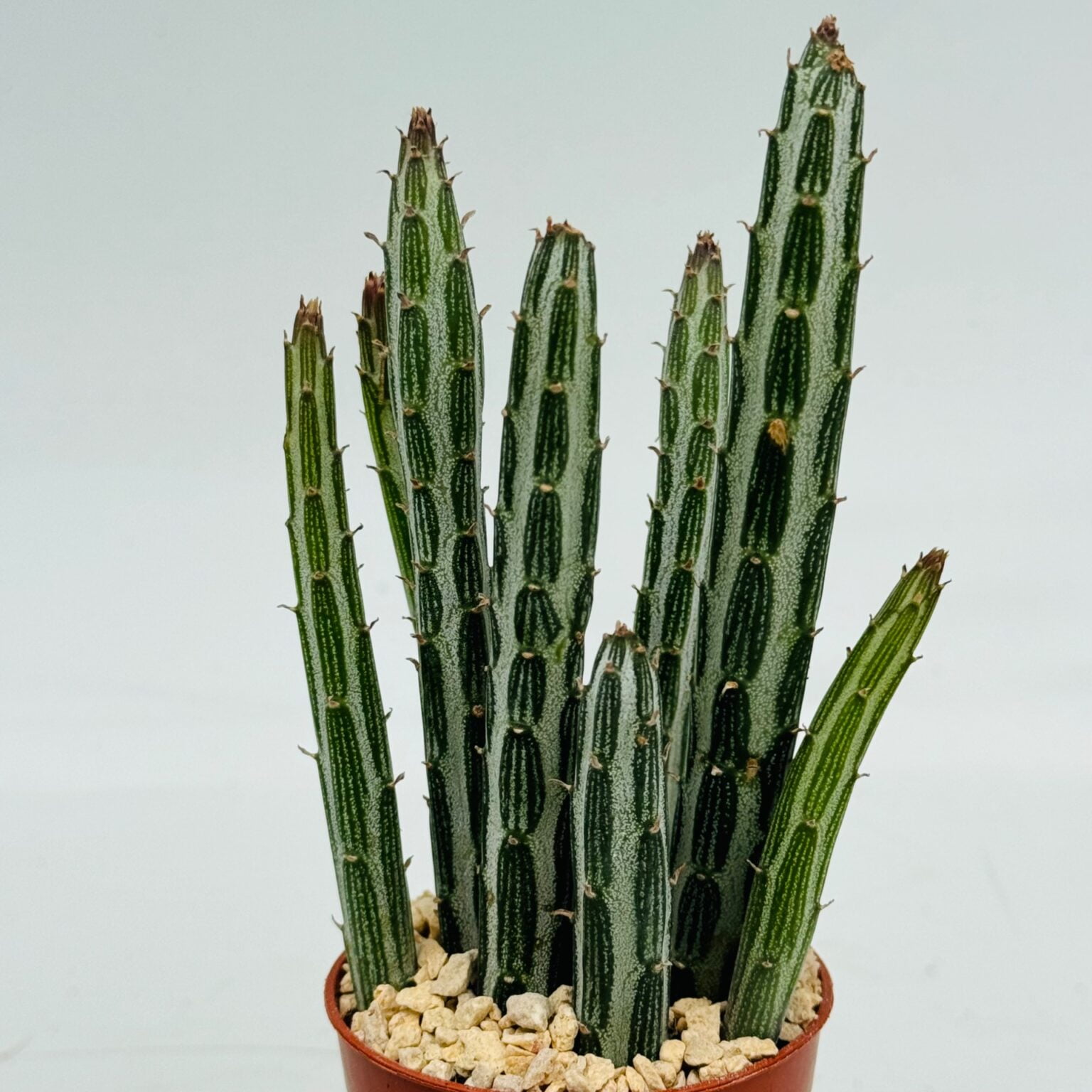🌵Senecio Stapeliformis 🌵 Cactus Colección