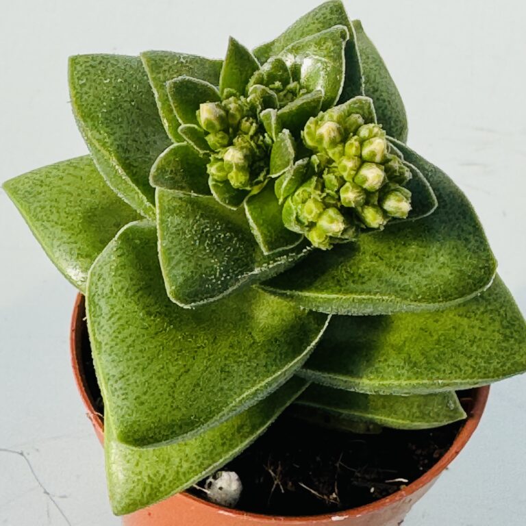 🌵Senecio Stapeliformis 🌵 Cactus Colección