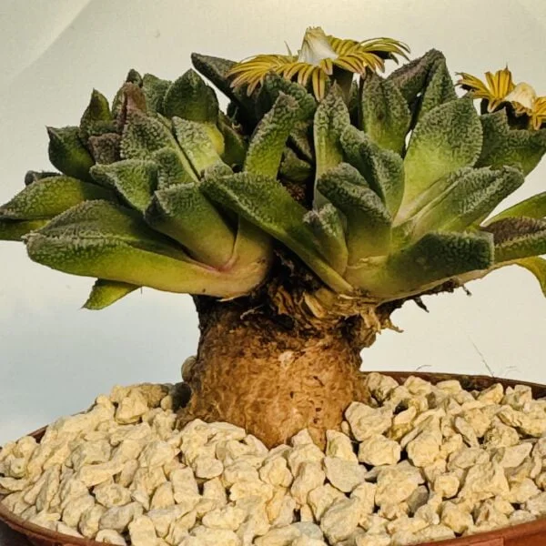 🌵PLANTAS CON CAUDEX Cactus Colección