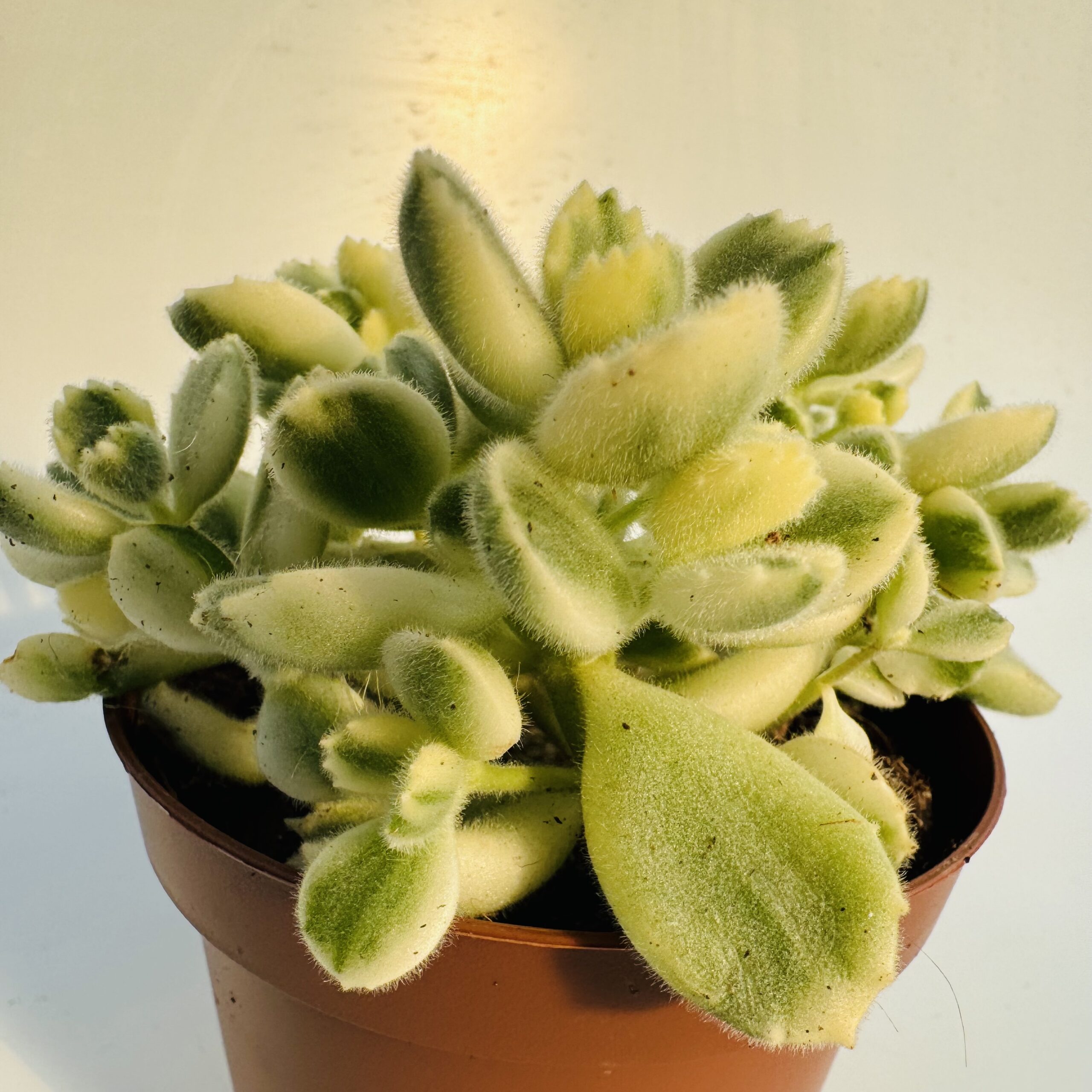 🌵Cotyledon Ladismithiensis Variegata “patitas De Oso” 🌵 Cactus Colección