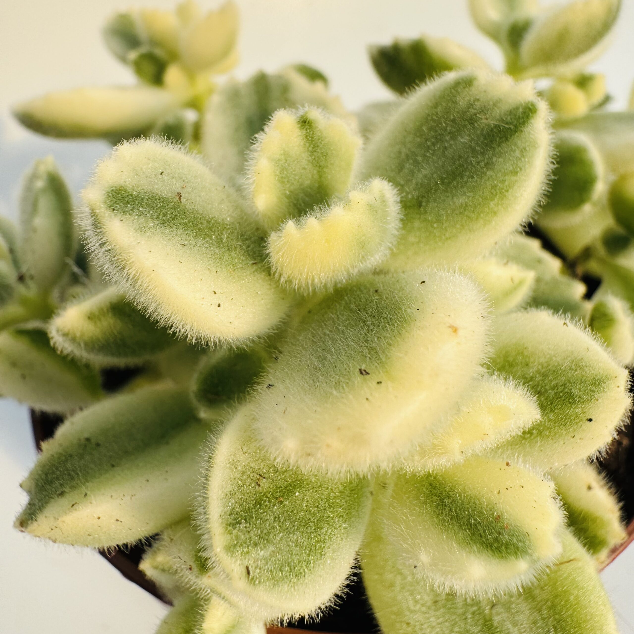 🌵Cotyledon Ladismithiensis Variegata “patitas De Oso” 🌵 Cactus Colección
