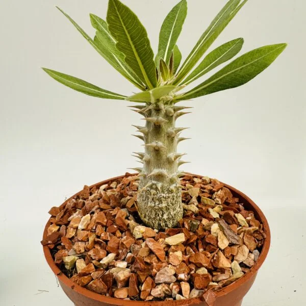 🌵PLANTAS CON CAUDEX Cactus Colección