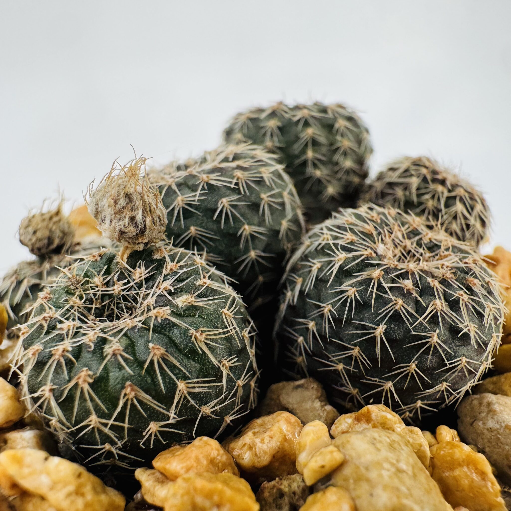 🌵Frailea Pygmaea Gloriosa 🌵 Cactus Colección