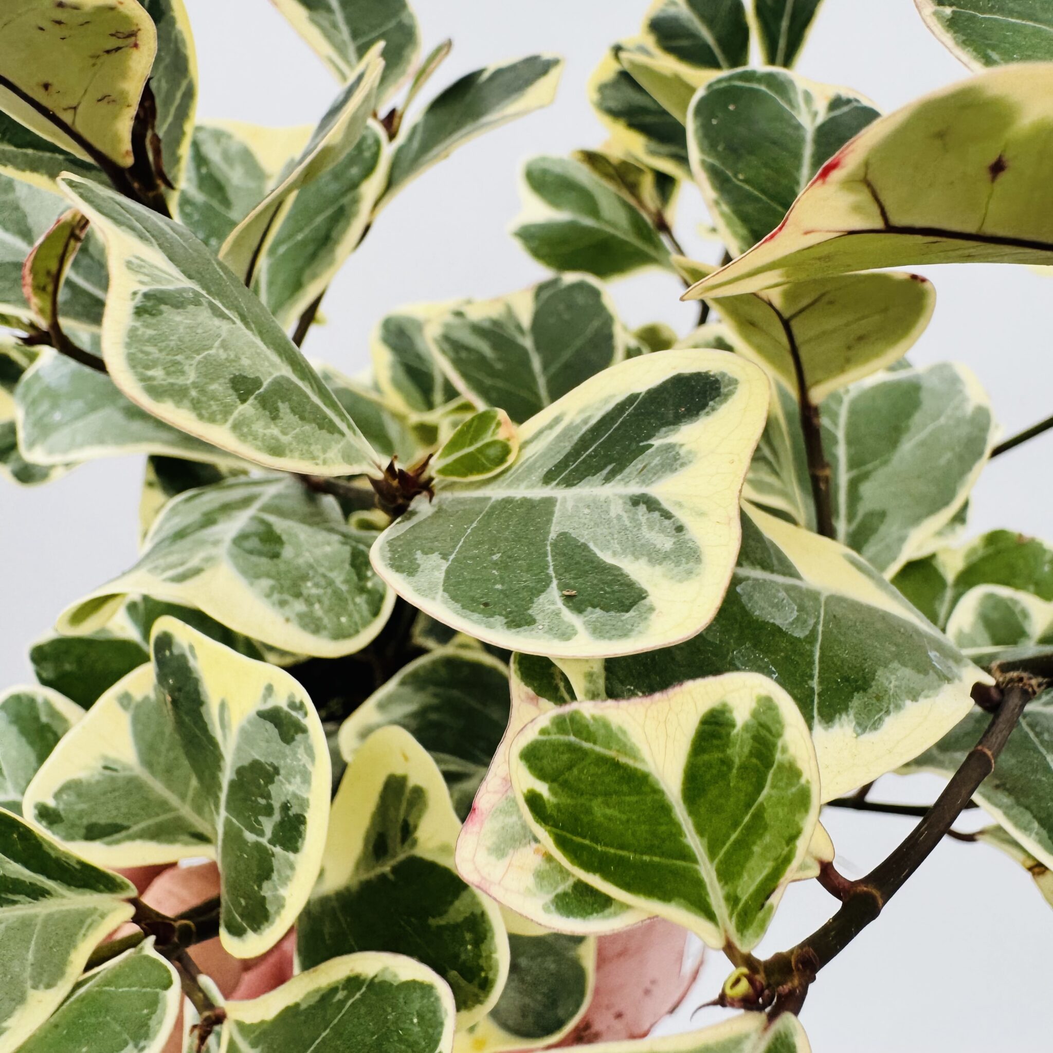 🌵Ficus Triangularis Variegata 🌵 Cactus Colección