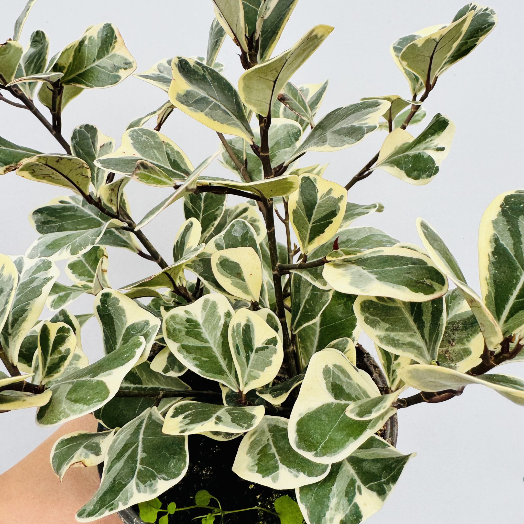 🌵Ficus Triangularis Variegata 🌵 Cactus Colección